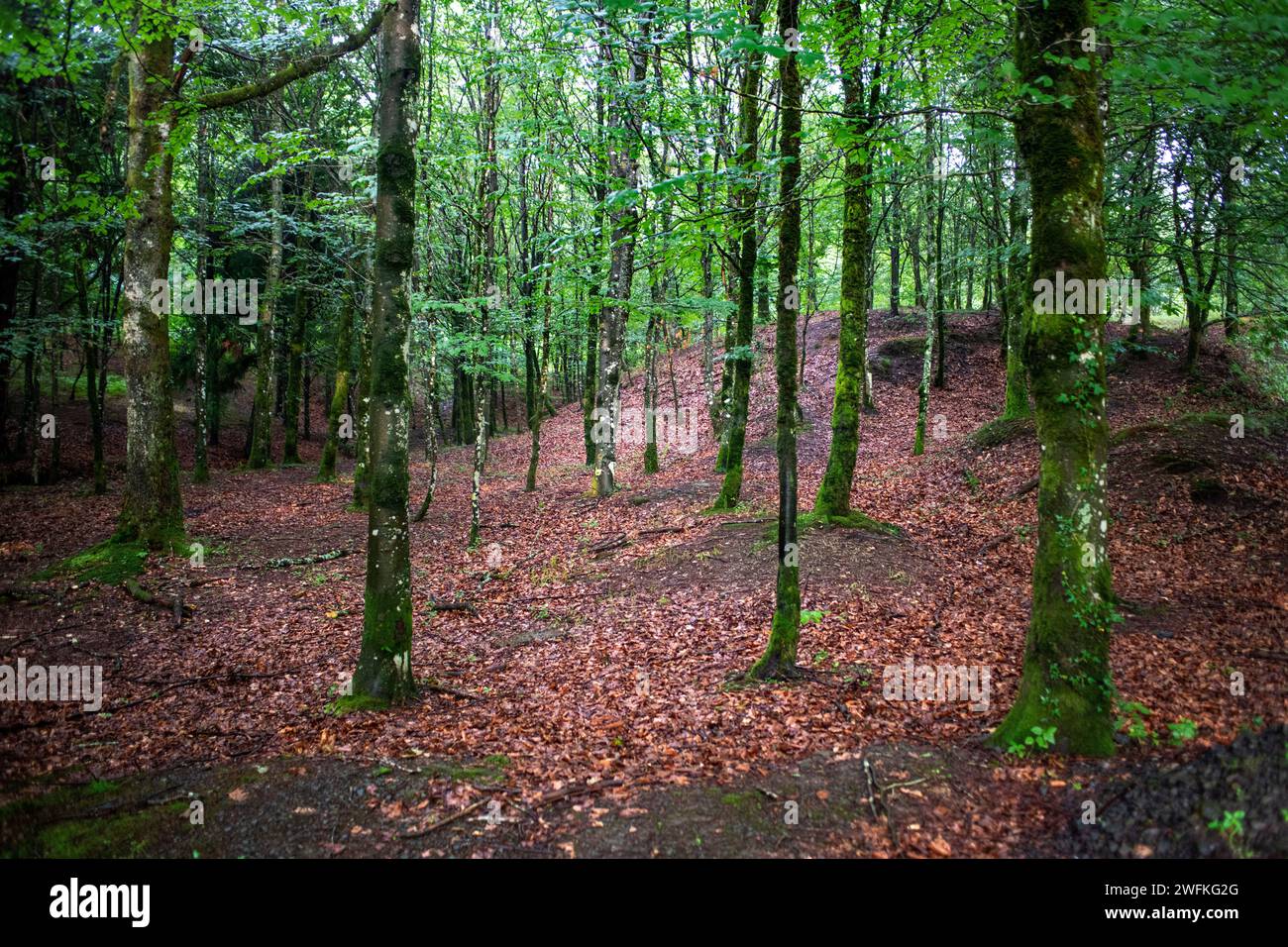 Landscape leafy beech forest in Urkiola natural park Urkiolagirre ...