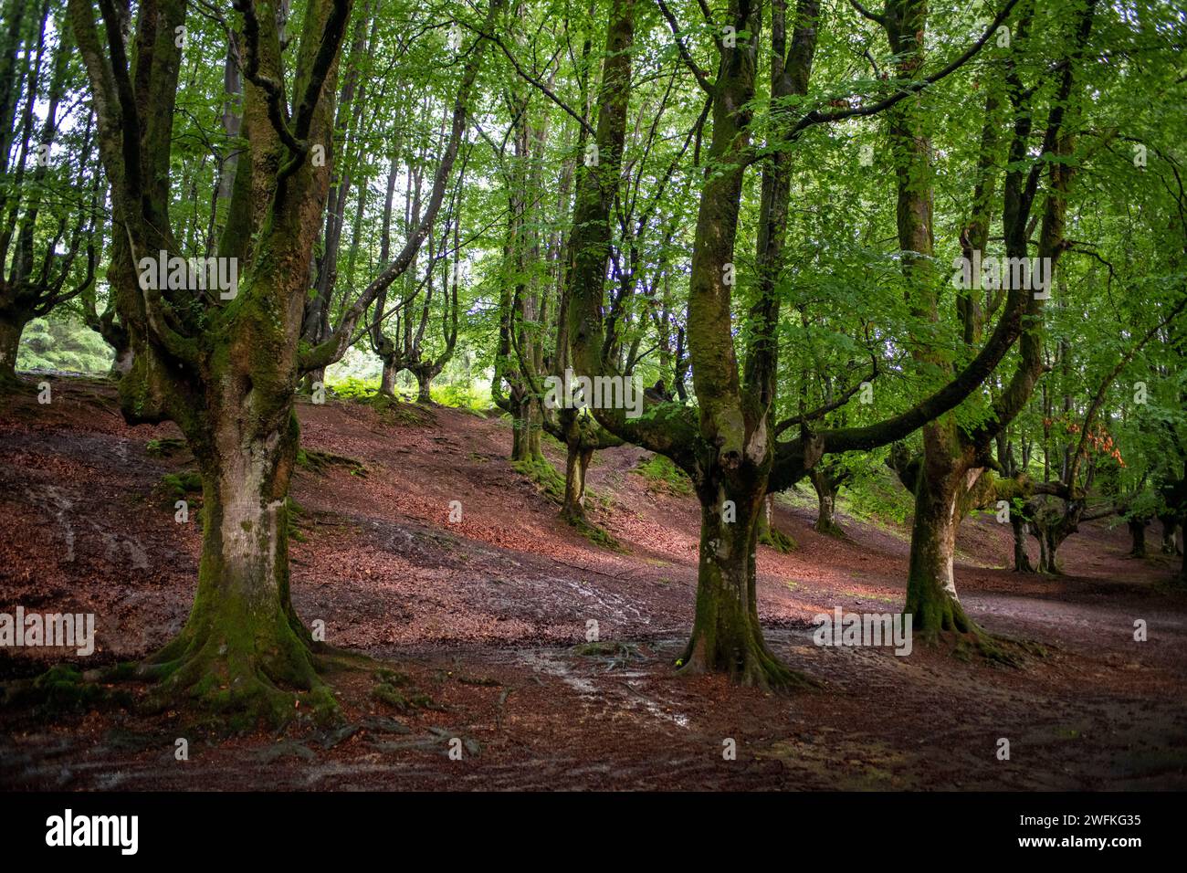Landscape leafy beech forest in Urkiola natural park Urkiolagirre ...