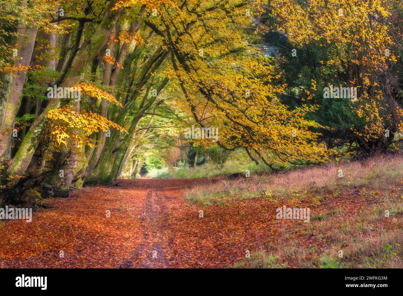One of many incredible walks through ancient beech trees near Chilgrove ...