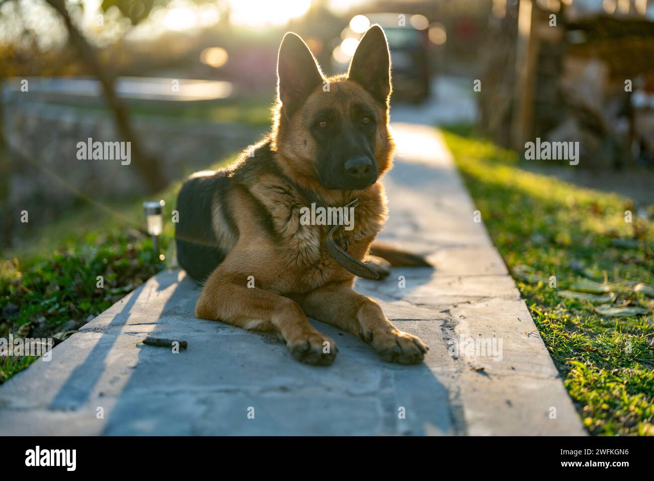 The three year old german shepherd hi-res stock photography and images ...