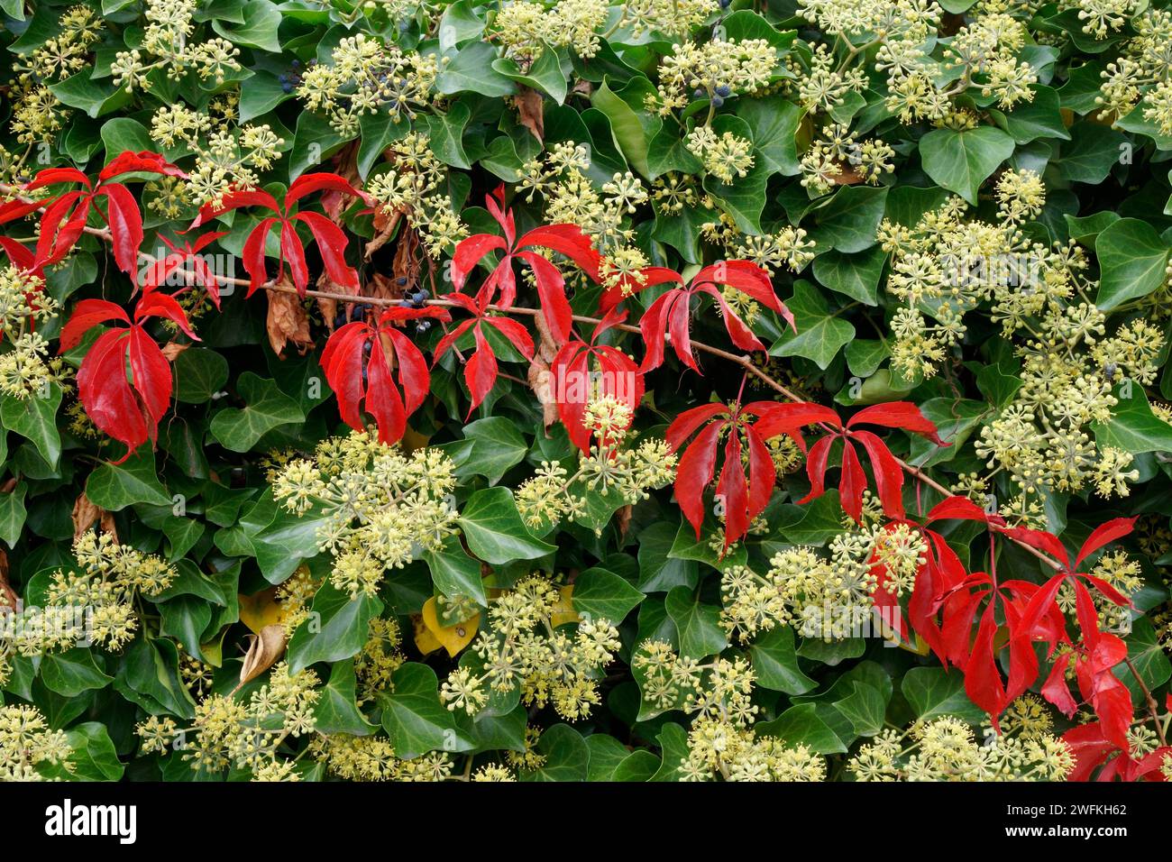 Red leaves of a creeping vine (Virginia Creeper,Woodbine) against green ...