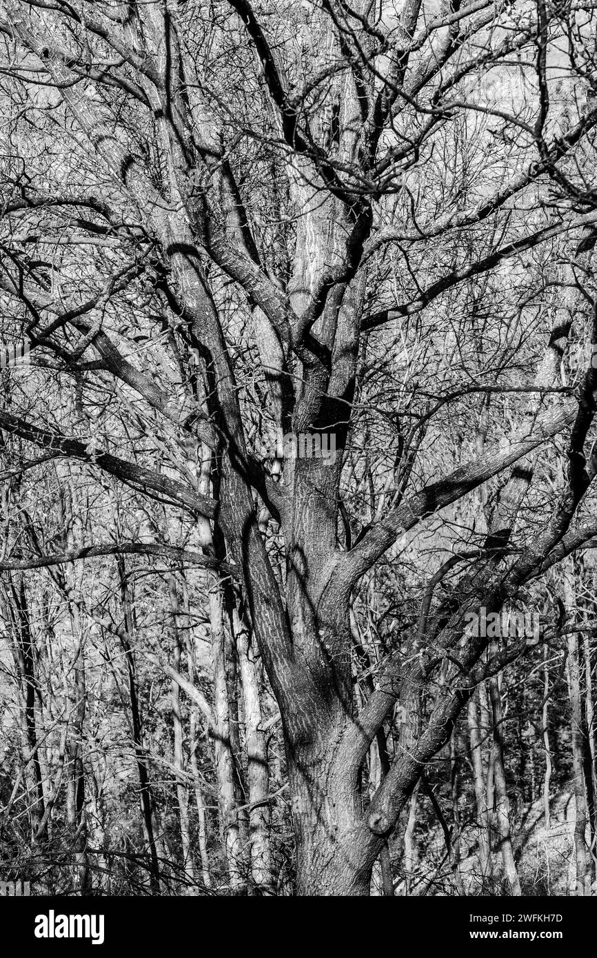 Branching tree hi-res stock photography and images - Alamy