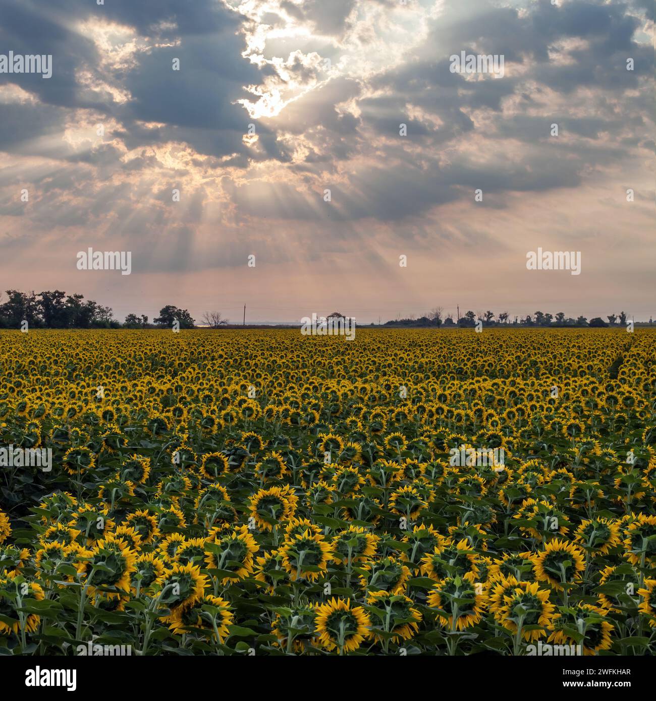 A blooming sunflower in a field under beautiful clouds with sunlight ...