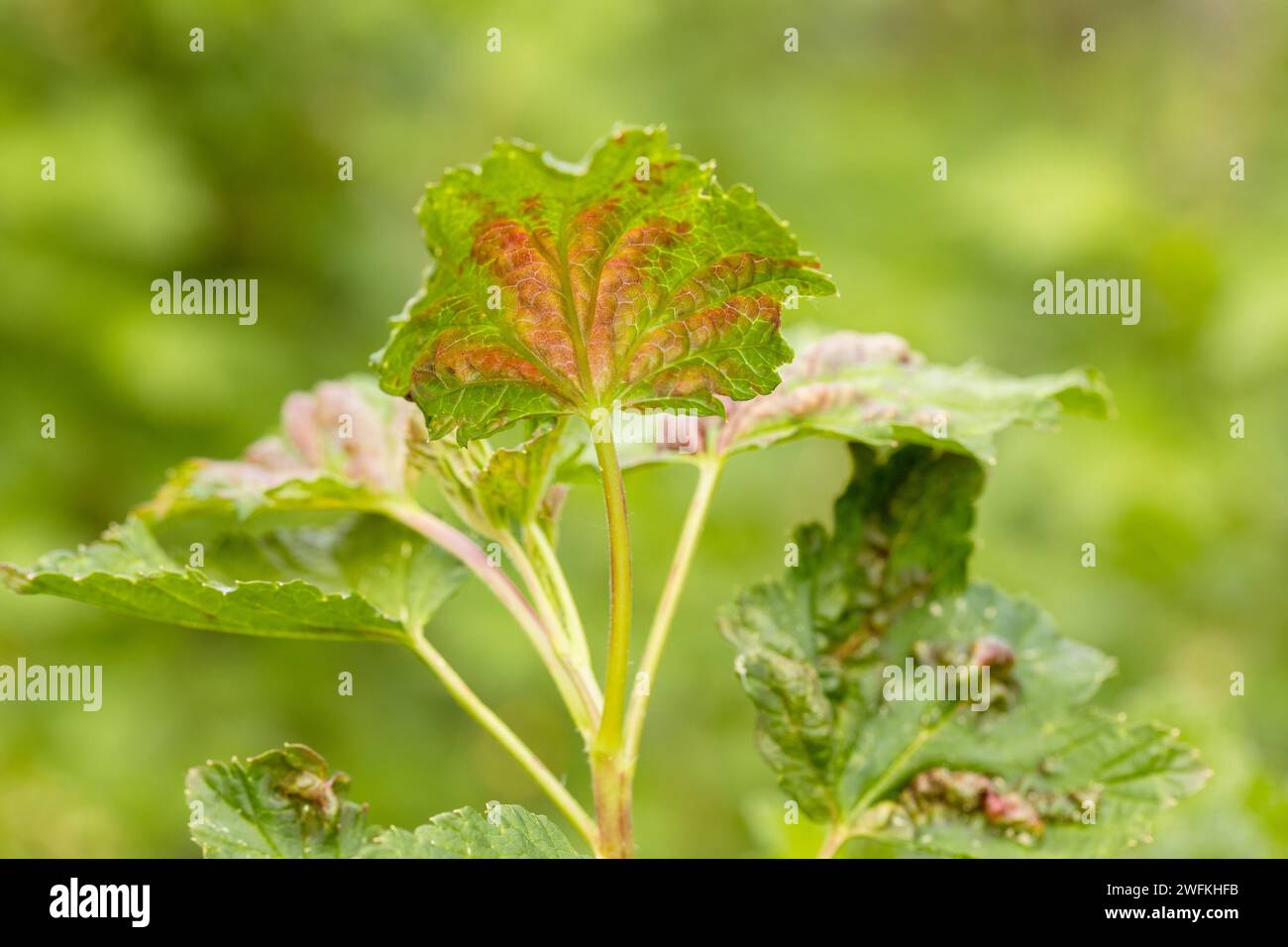 Red currant leaves attacked by the fungus Anthracnose. Gallic aphids on ...