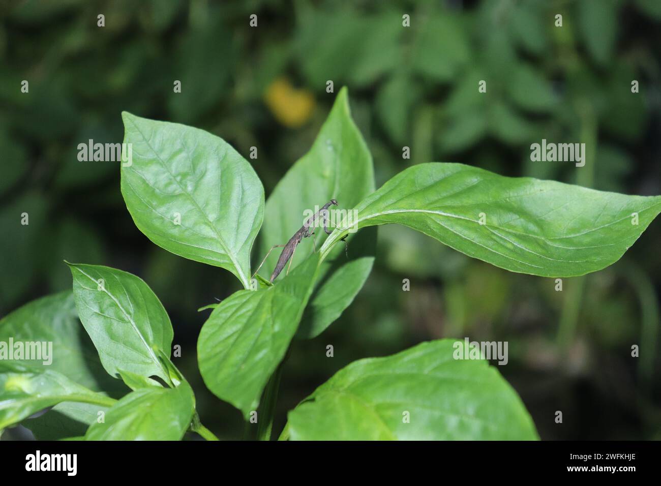 Small green plant thriving with thin stalk and lush leaves Stock Photo ...