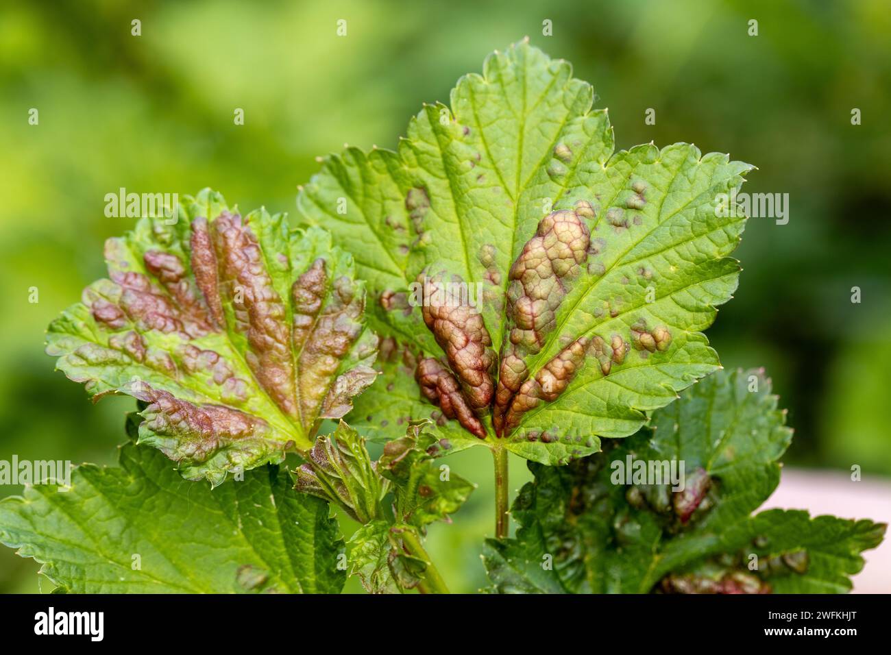 Red currant leaves attacked by the fungus Anthracnose. Gallic aphids on ...