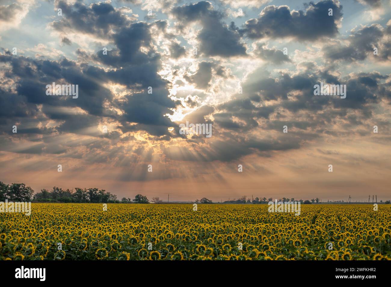 A blooming sunflower in a field under beautiful clouds with sunlight ...