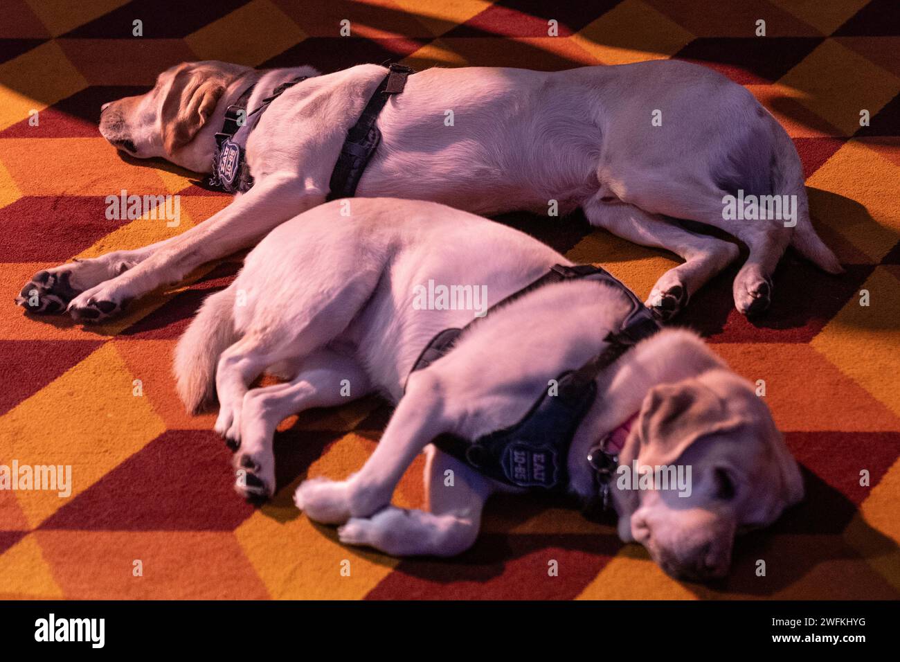 New York, USA. 31st Jan, 2024. K9 dogs Piper and Jenny attend Police ...