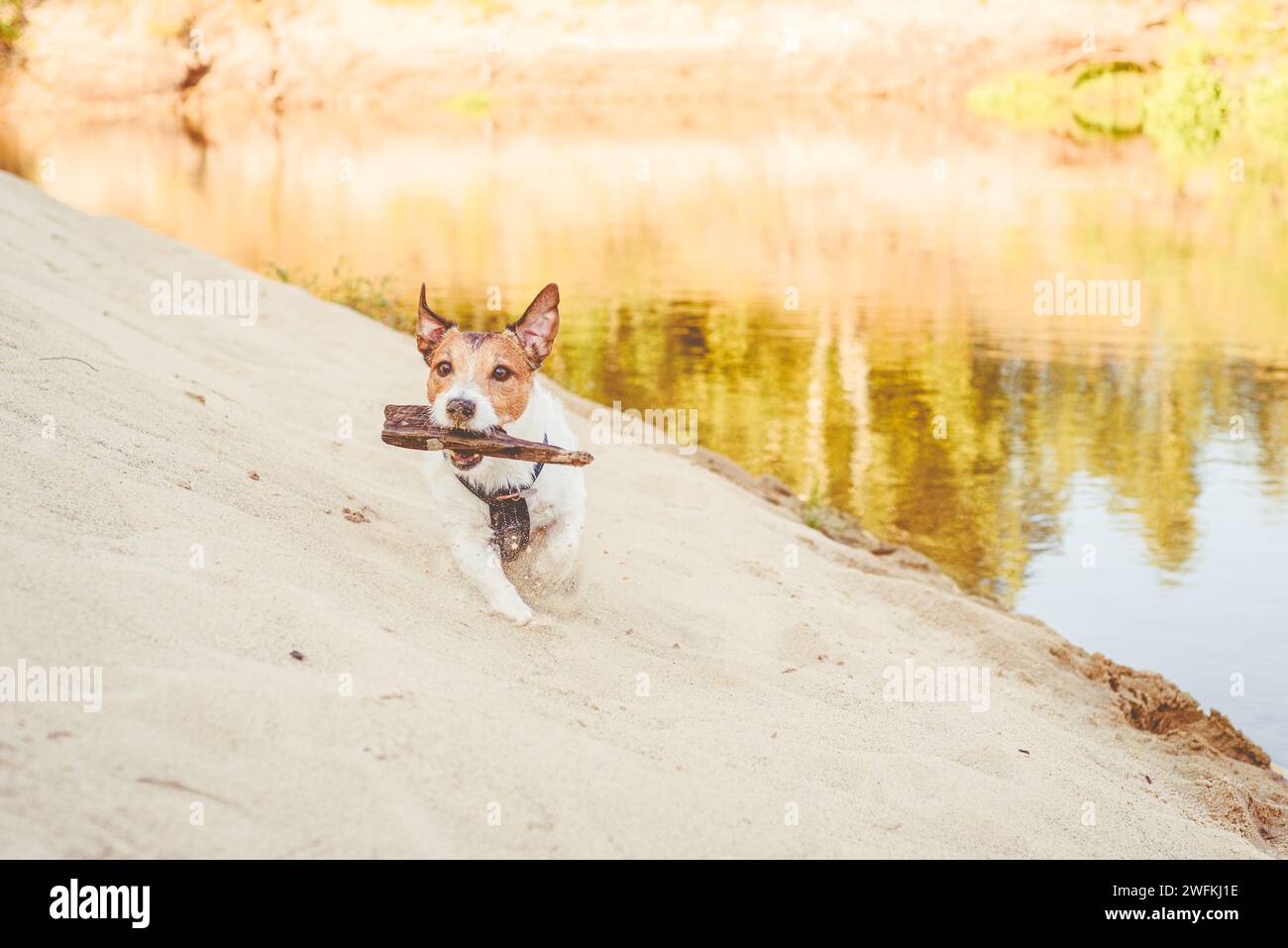 Dog playing fetch at wild river sand beach holding wooden stick in ...
