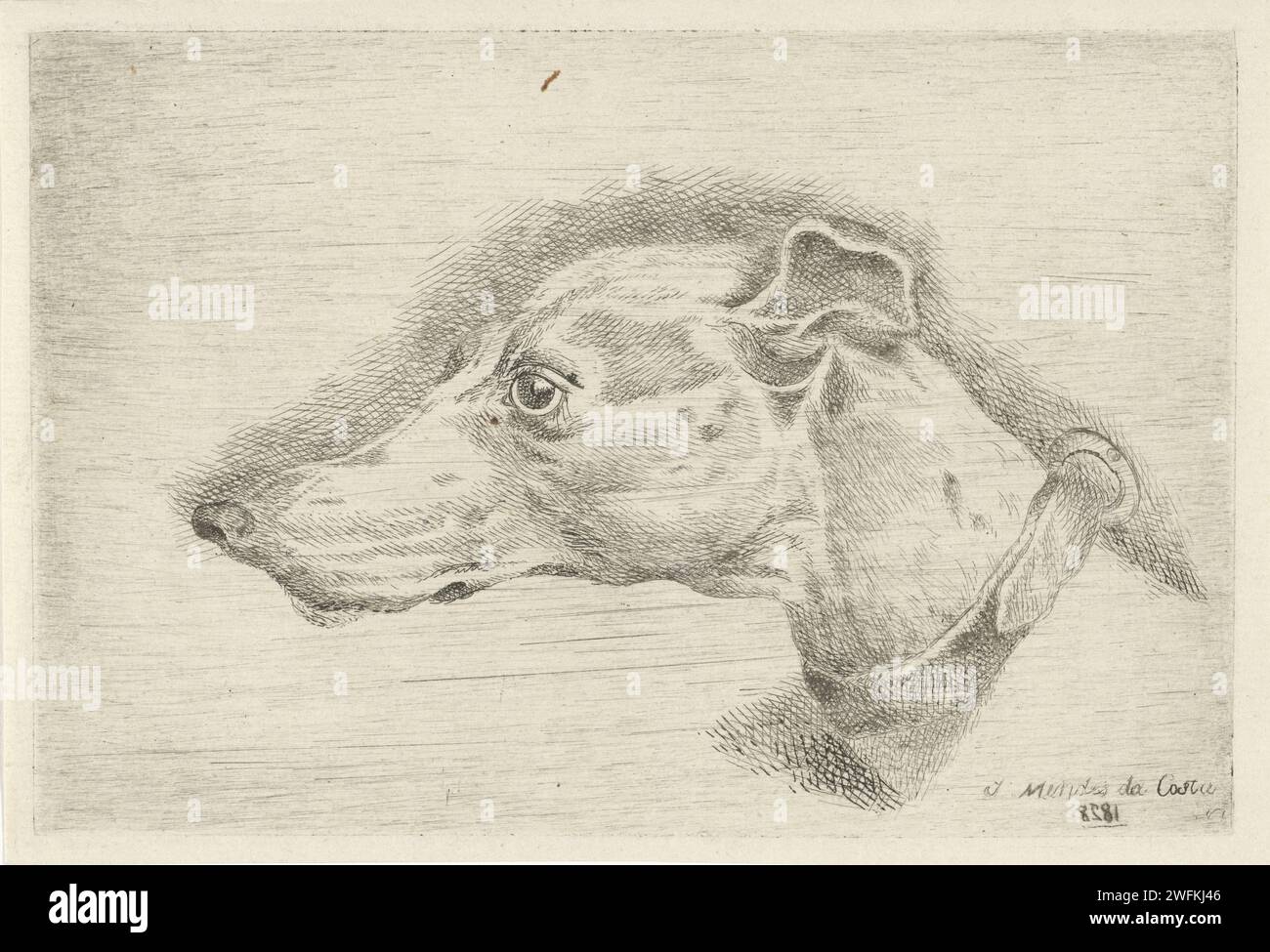 Head of a Hazewindhond, Joseph Mendes da Costa (1806-1893), 1828 print ...