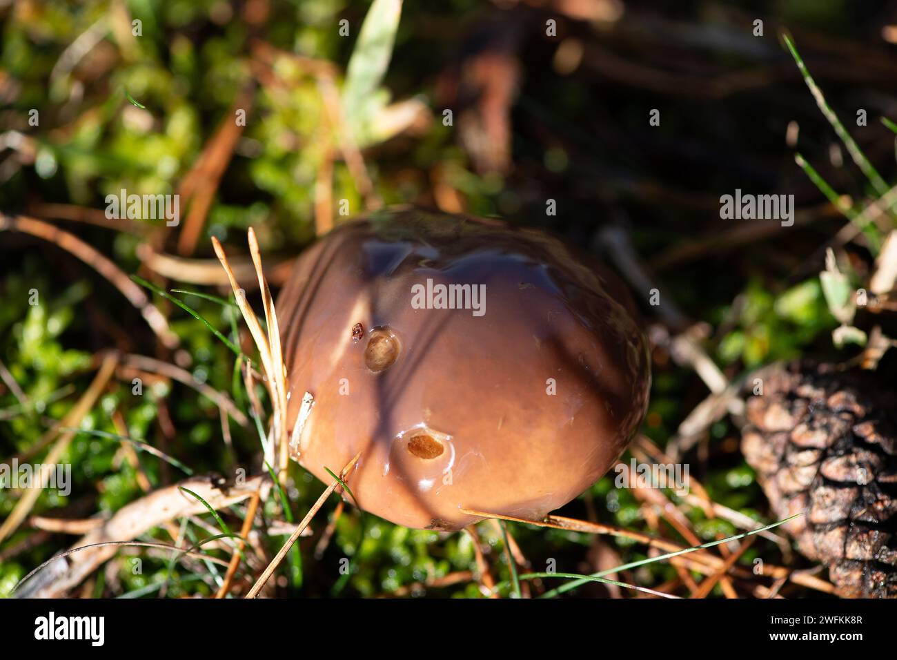 The fascinating world of Autumnal woodland and grassland fungi. Credit ...