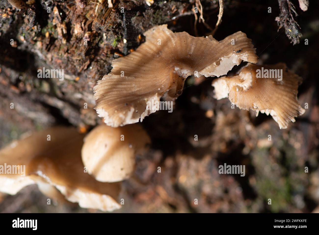 The fascinating world of Autumnal woodland and grassland fungi. Credit ...