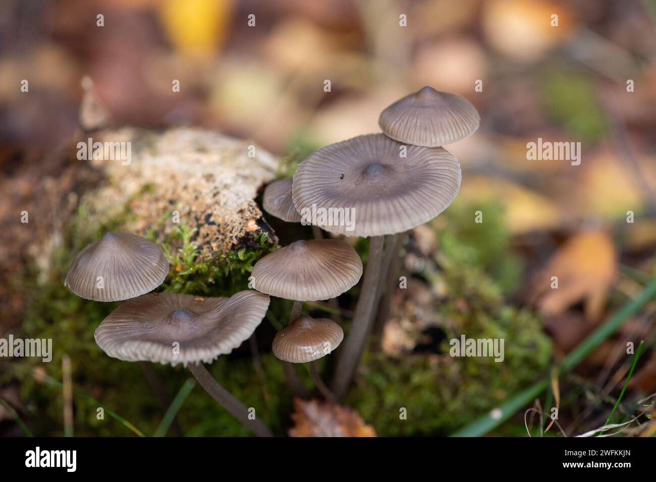 The fascinating world of Autumnal woodland and grassland fungi. Credit ...