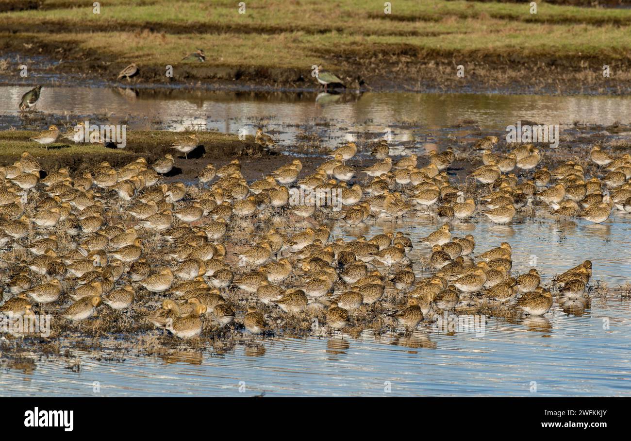 European golden plover, Pluvialis apricaria, flock at roost, by coastal ...