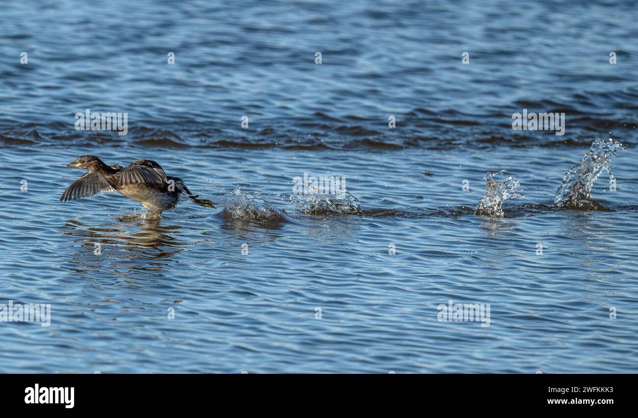 Little Grebe, Tachybaptus ruficollis, flying across the water surface ...