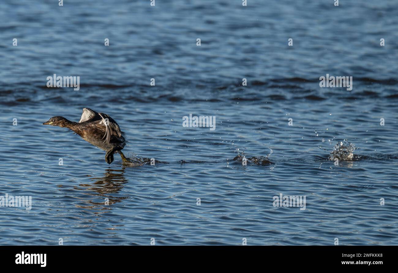 Little Grebe, Tachybaptus ruficollis, flying across the water surface ...