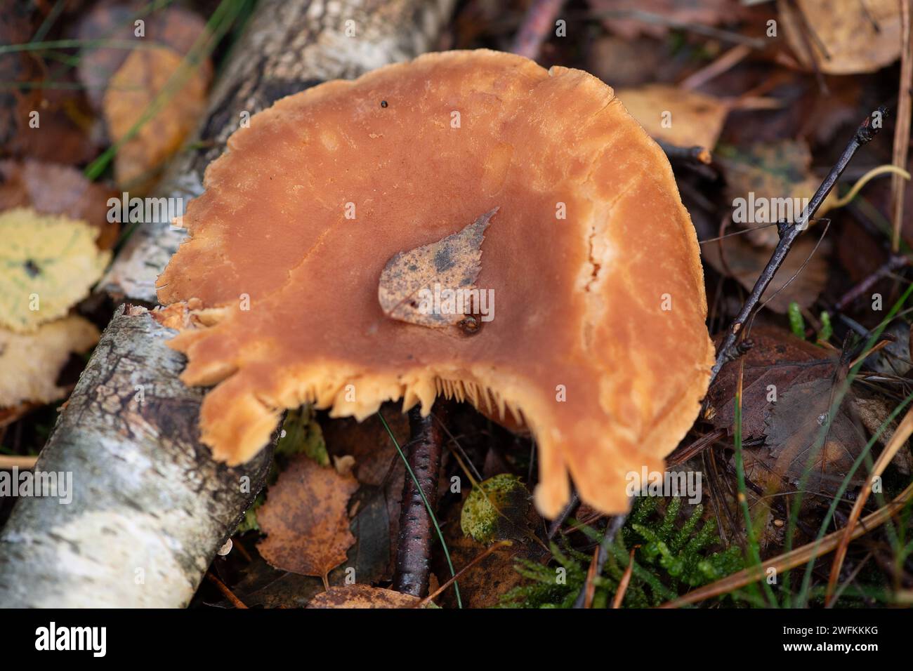 The fascinating world of Autumnal woodland and grassland fungi. Credit ...