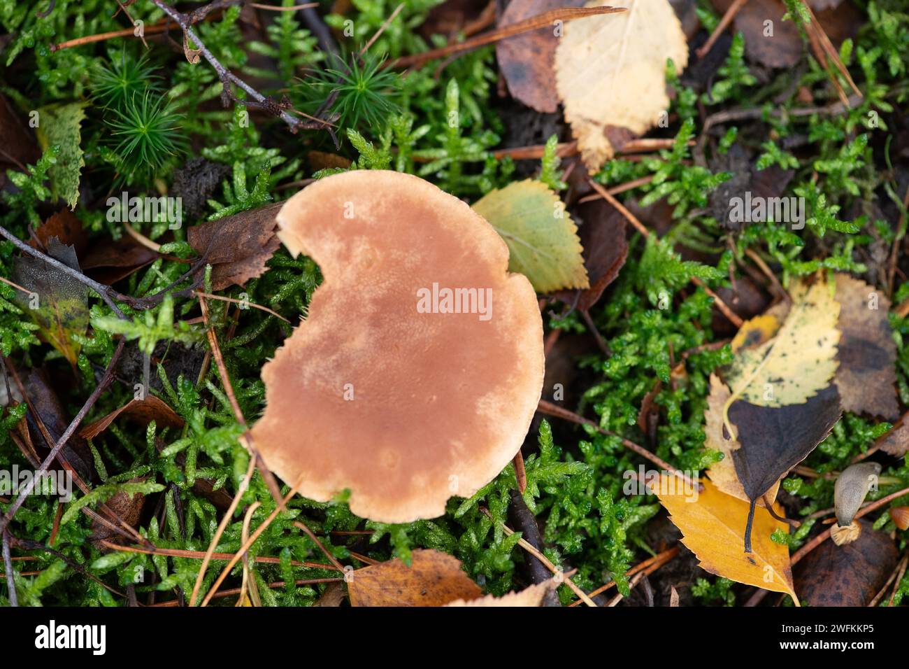 The fascinating world of Autumnal woodland and grassland fungi. Credit ...