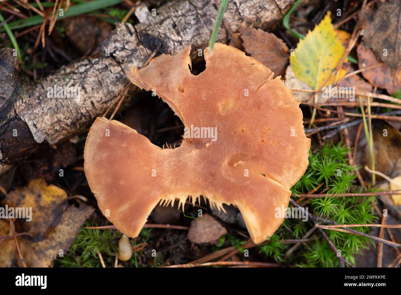 The fascinating world of Autumnal woodland and grassland fungi. Credit ...