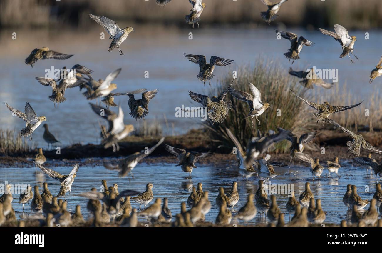 European golden plovers, Pluvialis apricaria, - flock in flight in ...