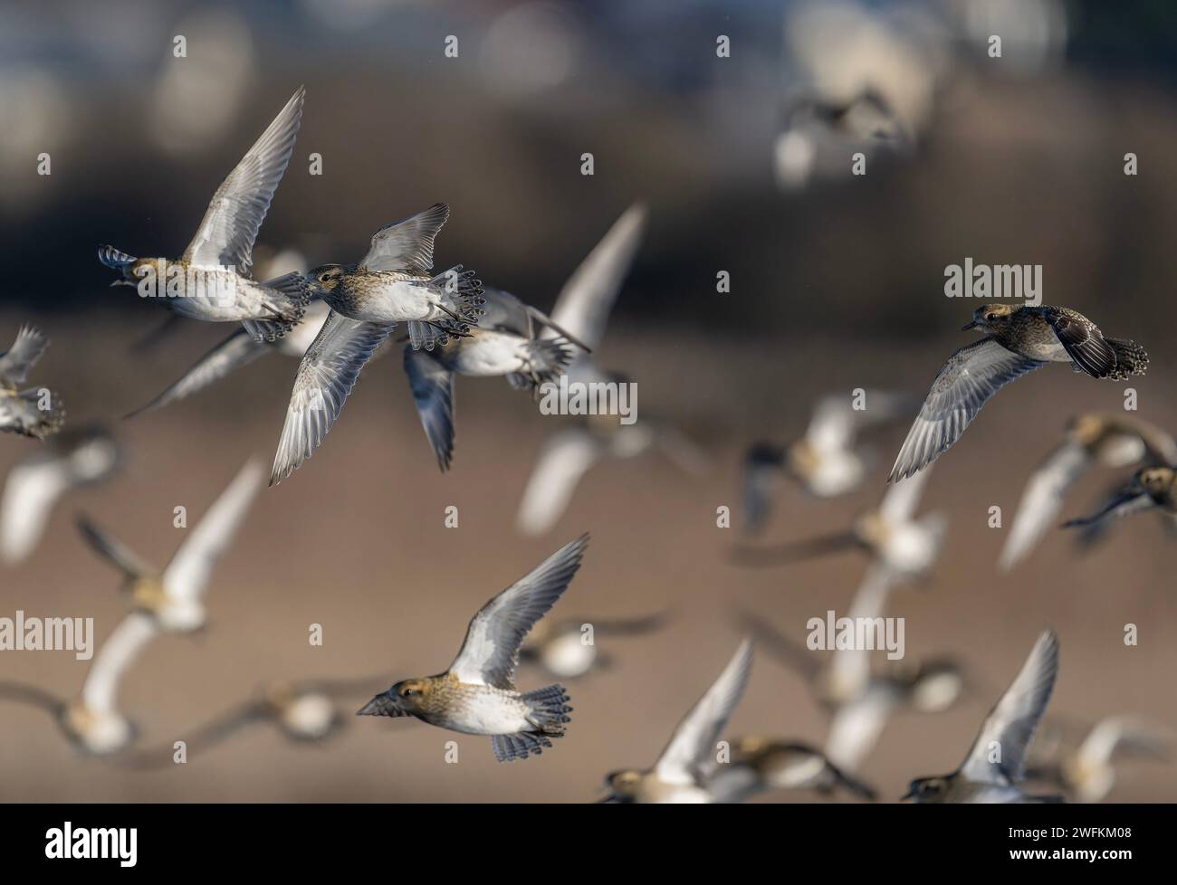 European golden plovers, Pluvialis apricaria, - flock in flight in ...