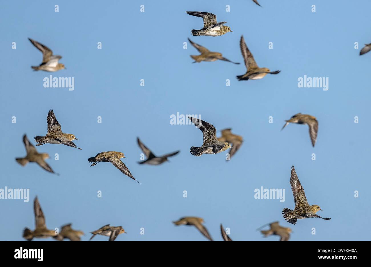 European golden plovers, Pluvialis apricaria, - flock in flight in ...