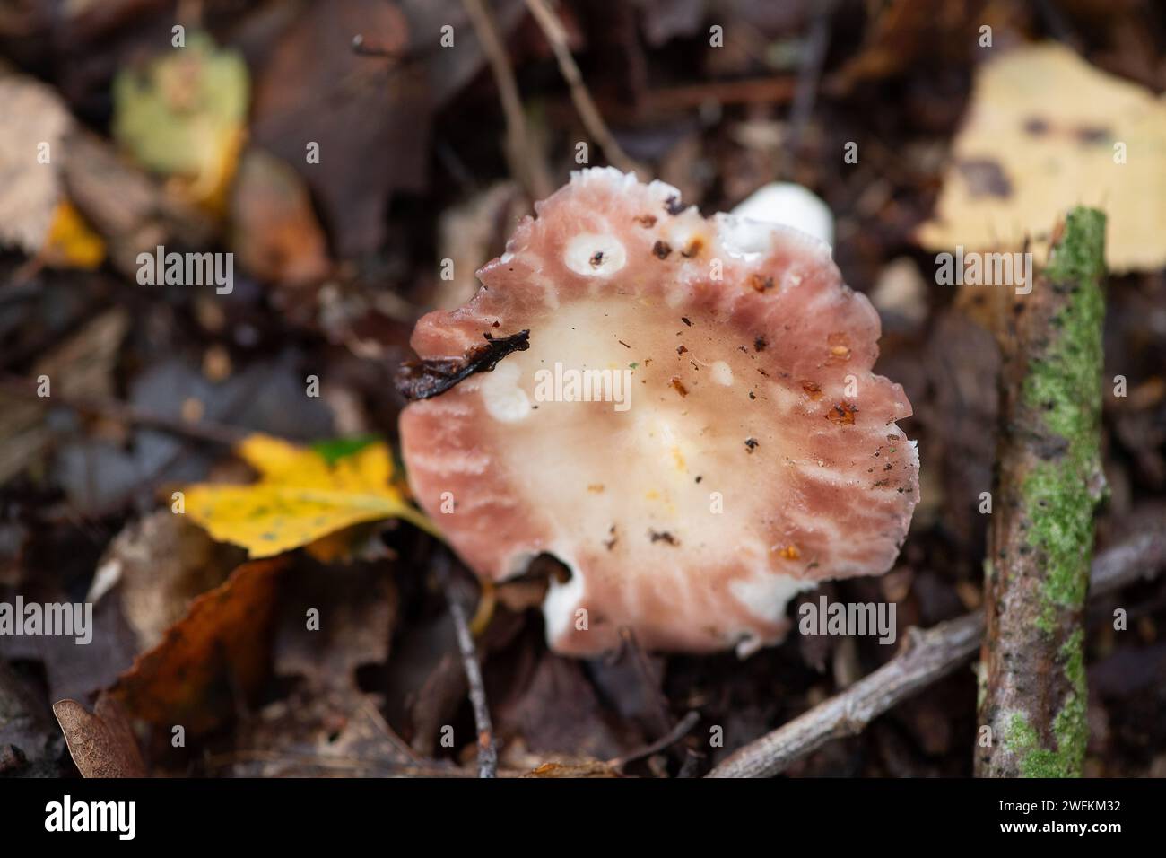 The fascinating world of Autumnal woodland and grassland fungi. Credit ...
