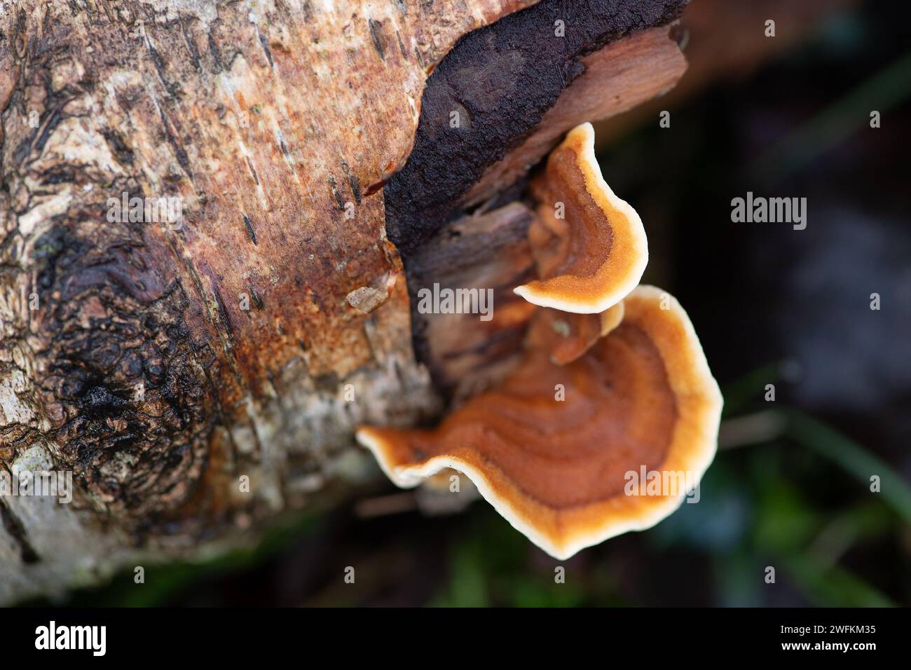 The fascinating world of Autumnal woodland and grassland fungi. Credit ...