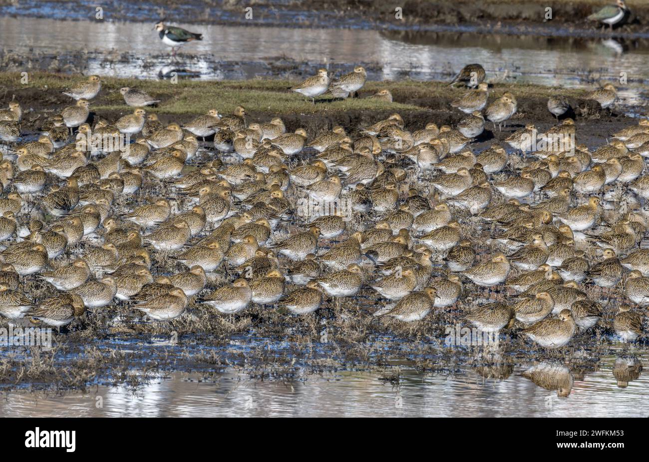 European golden plover, Pluvialis apricaria, flock at roost, by coastal ...