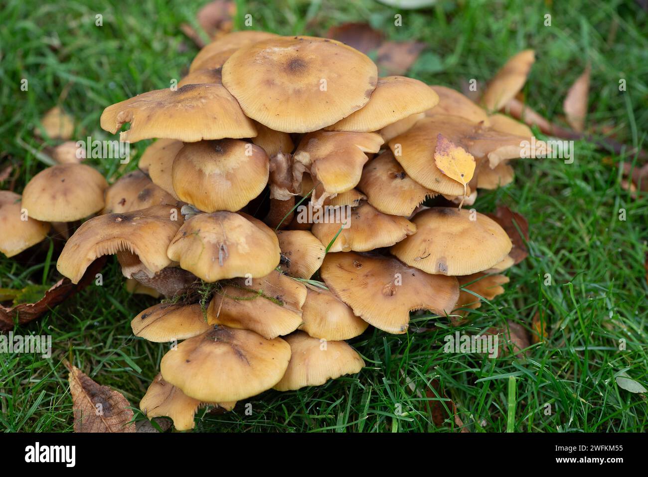 The fascinating world of Autumnal woodland and grassland fungi. Credit ...