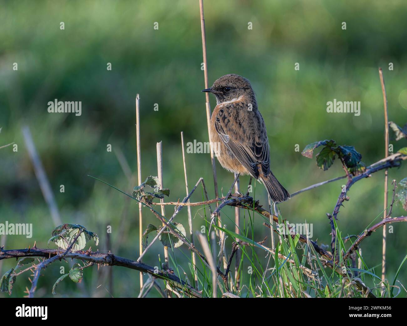 Young male stonechat saxicola rubicola hi-res stock photography and ...