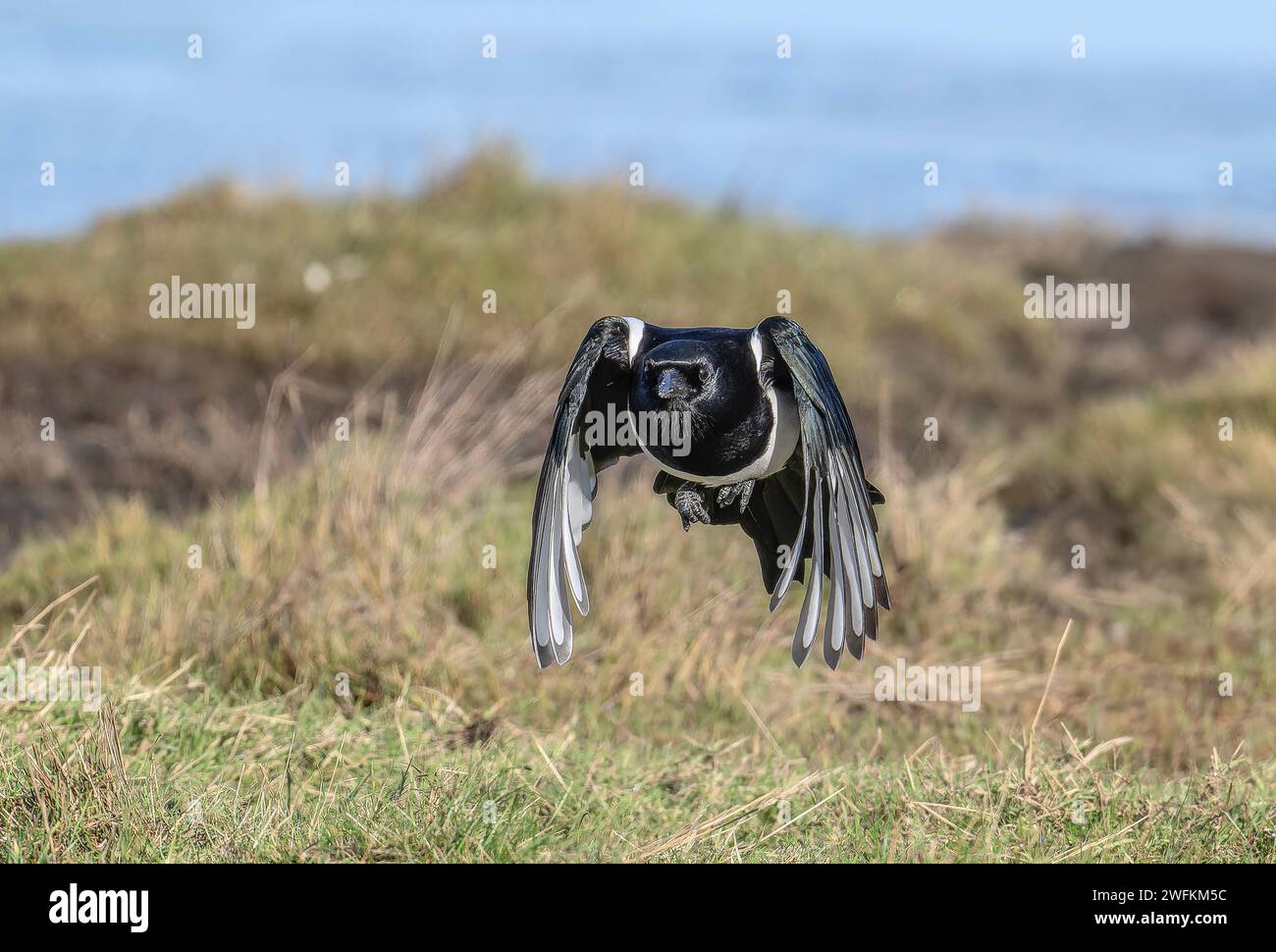 Magpie flight wings hi-res stock photography and images - Alamy