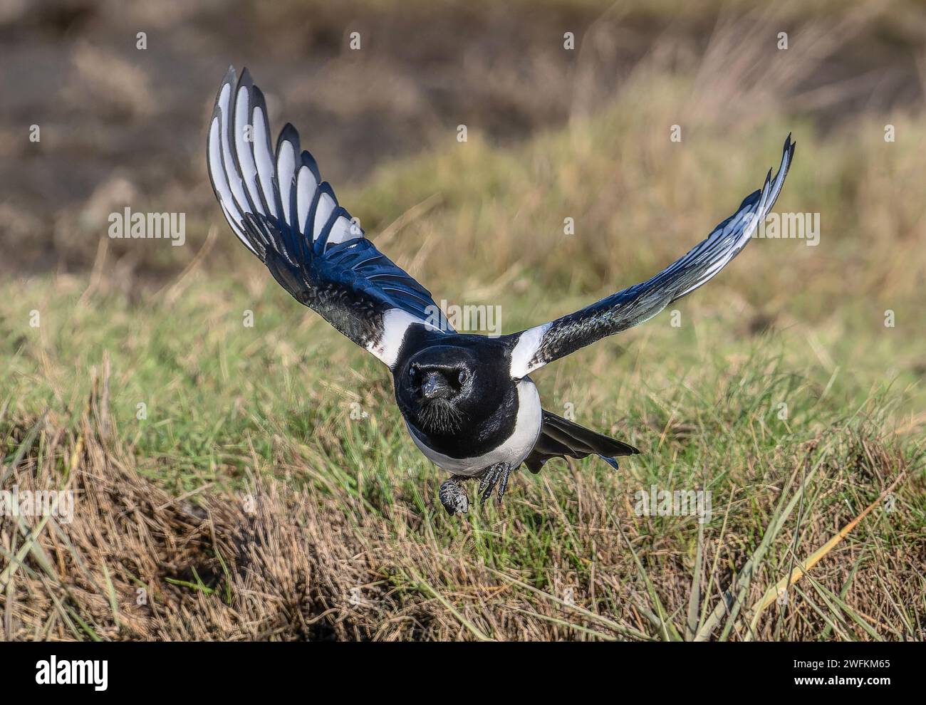 Common magpie, Pica pica, in flight over grassland, winter Stock Photo ...