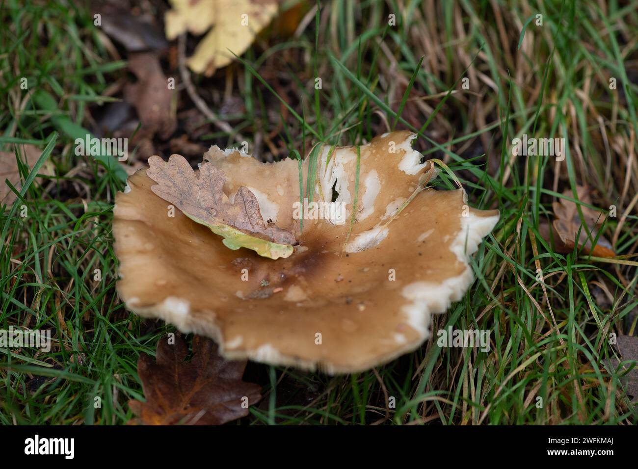 The fascinating world of Autumnal woodland and grassland fungi. Credit ...