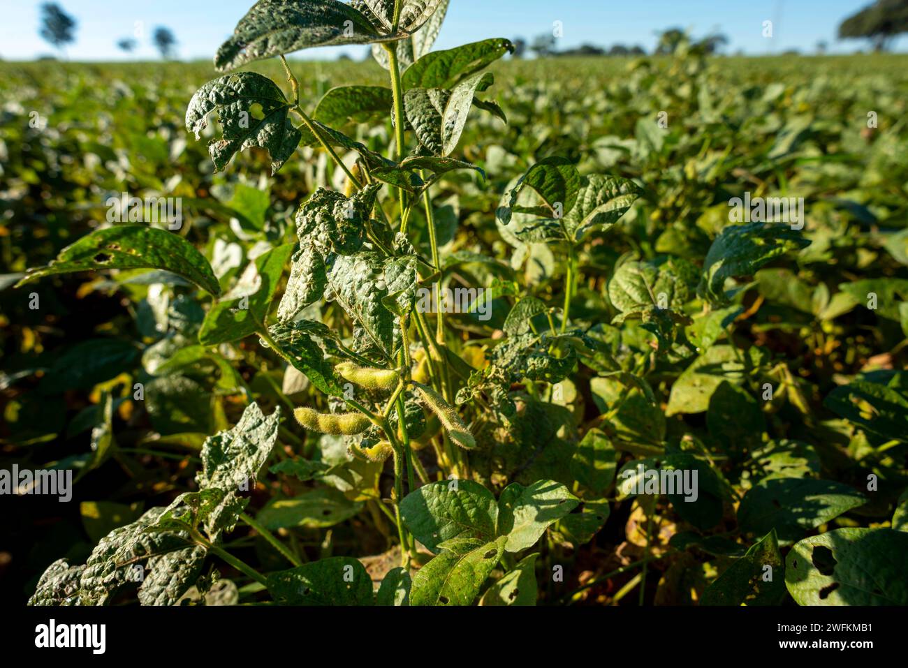 Soy plantation in Brazil. Soybean field with blue sky Stock Photo - Alamy