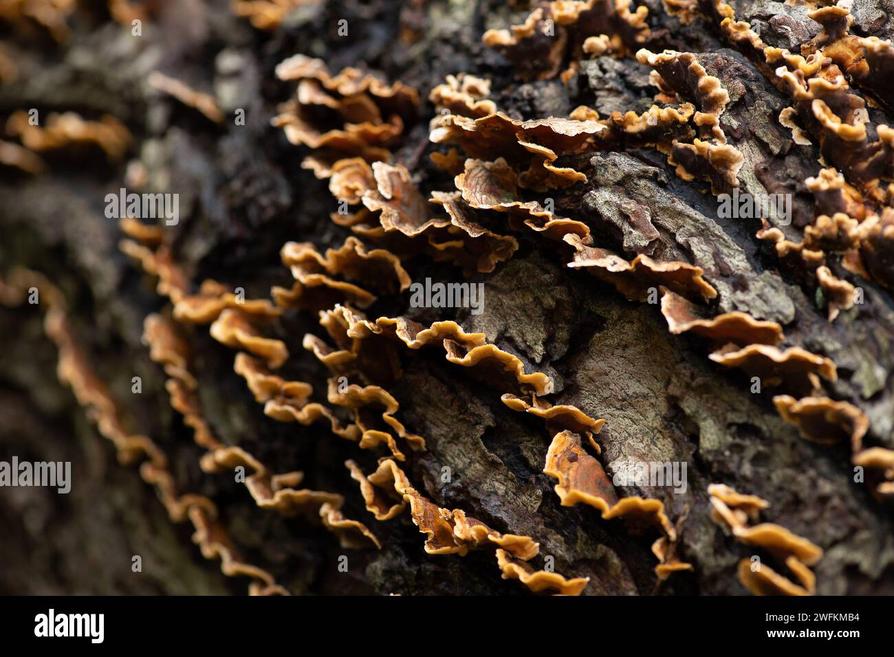 The fascinating world of Autumnal woodland and grassland fungi. Credit ...