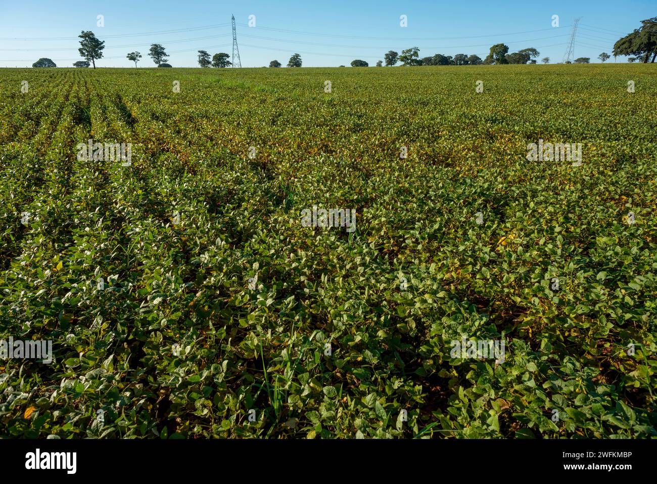 Soy plantation in Brazil. Soybean field with blue sky Stock Photo - Alamy