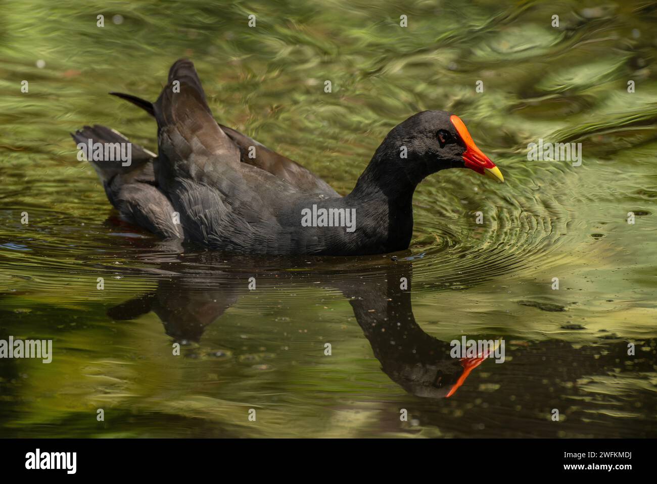 Dusky moorhen, Gallinula tenebrosa, swimming in urban pool, Sydney ...