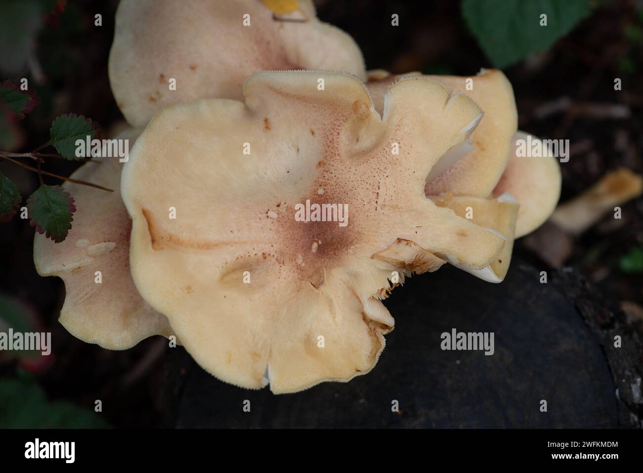 The fascinating world of Autumnal woodland and grassland fungi. Credit ...