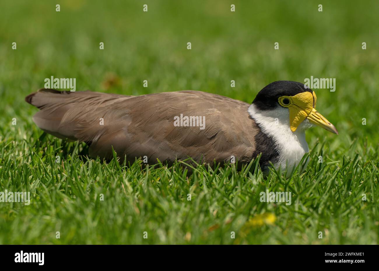 Masked lapwing, Vanellus miles, settled on grassland. Australia Stock ...