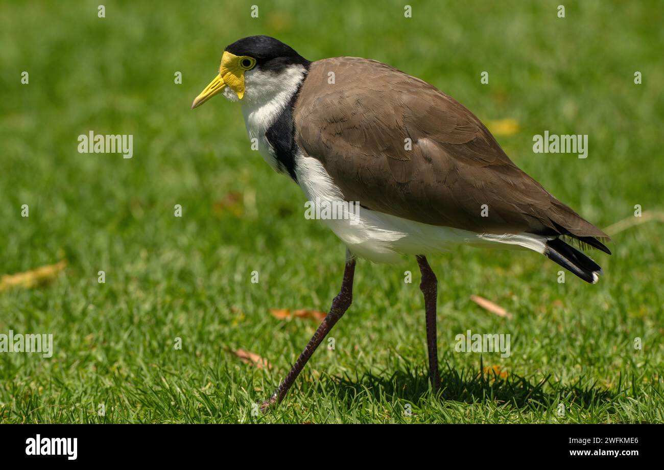 Masked lapwing, Vanellus miles, settled on grassland. Australia Stock ...