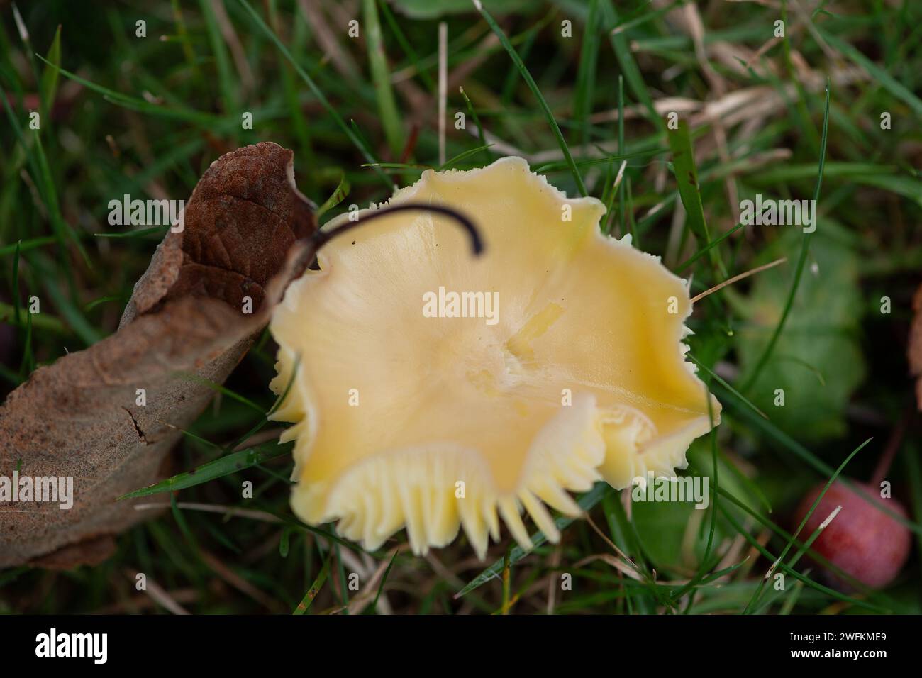 The fascinating world of Autumnal woodland and grassland fungi. Credit ...