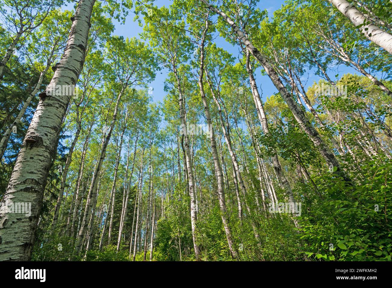 Amidst the Verdant Birch Trees of the Great North Woods in Prince ...