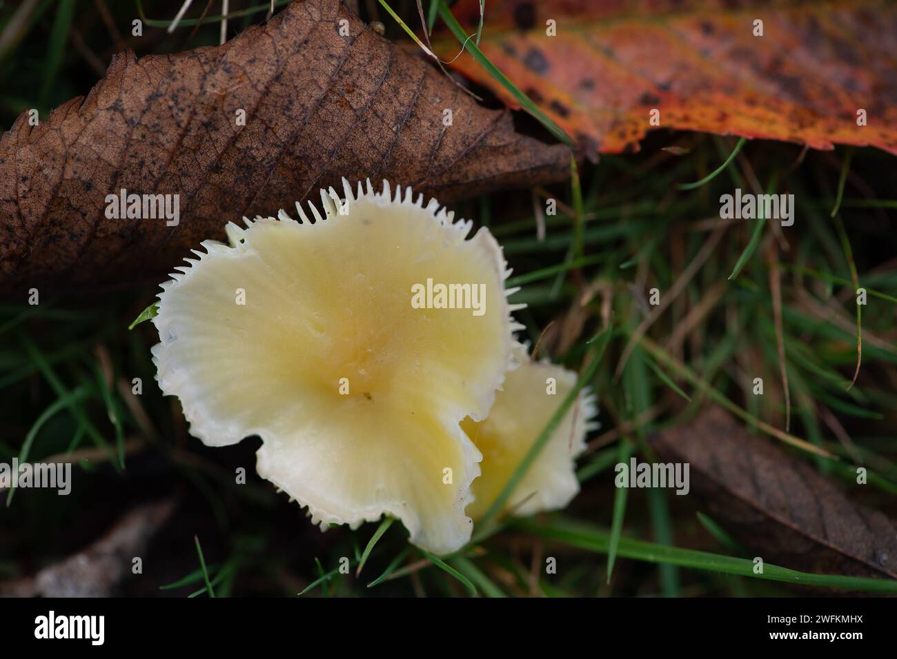 The fascinating world of Autumnal woodland and grassland fungi. Credit ...