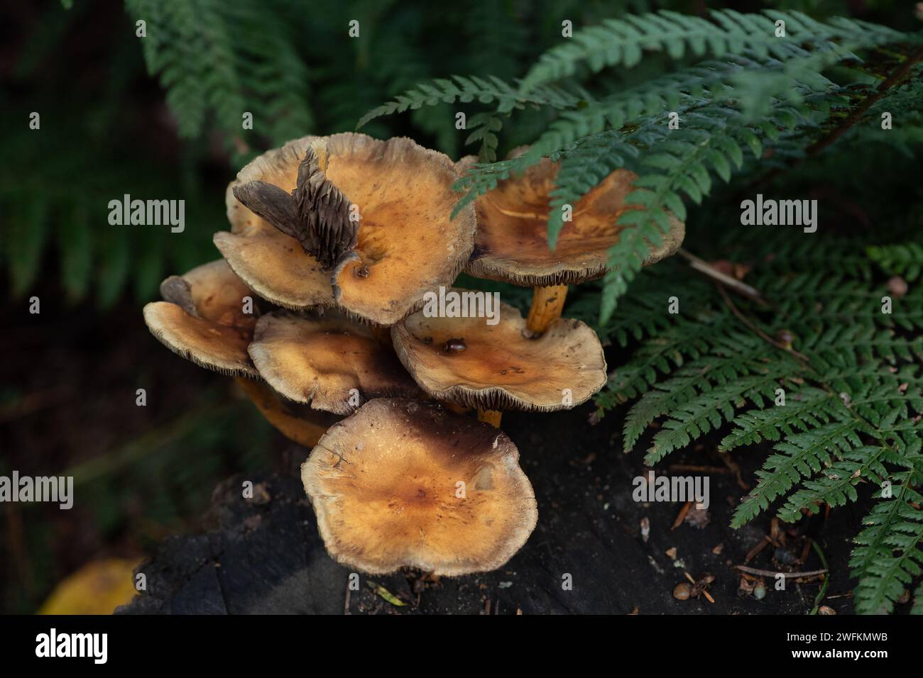 The fascinating world of Autumnal woodland and grassland fungi. Credit ...