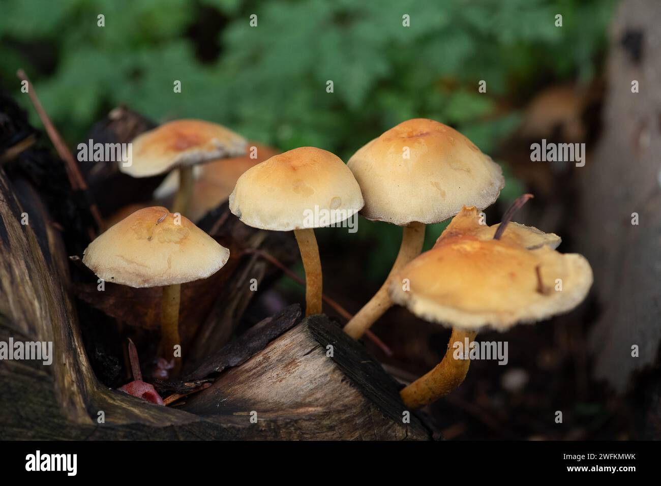 The fascinating world of Autumnal woodland and grassland fungi. Credit ...