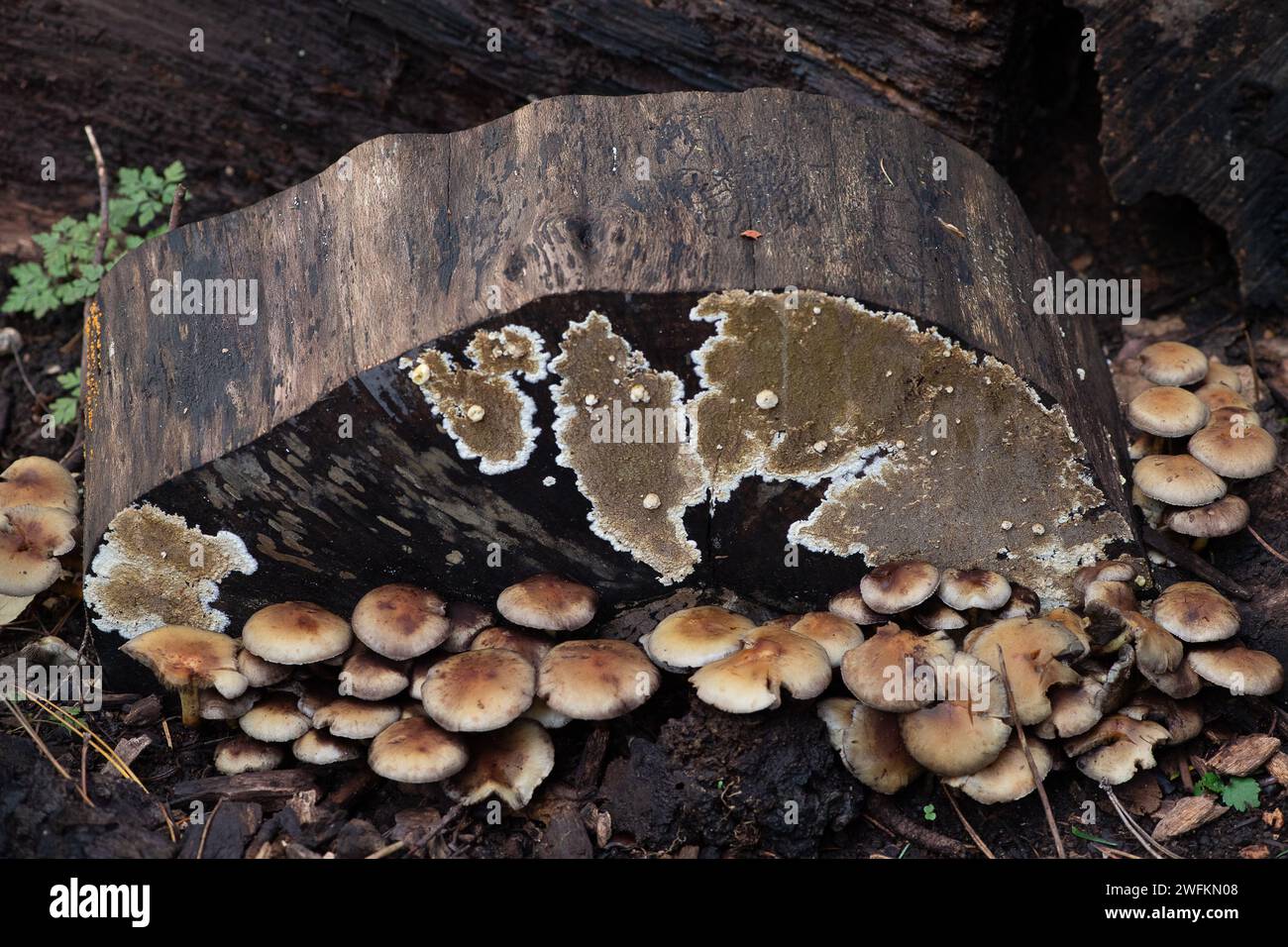 The fascinating world of Autumnal woodland and grassland fungi. Credit ...