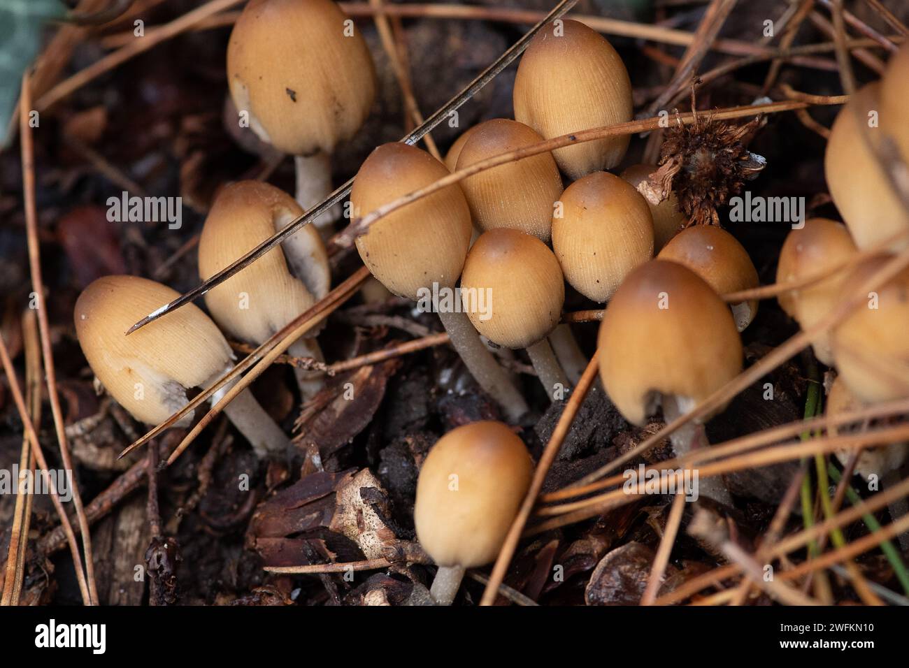 The fascinating world of Autumnal woodland and grassland fungi. Credit ...