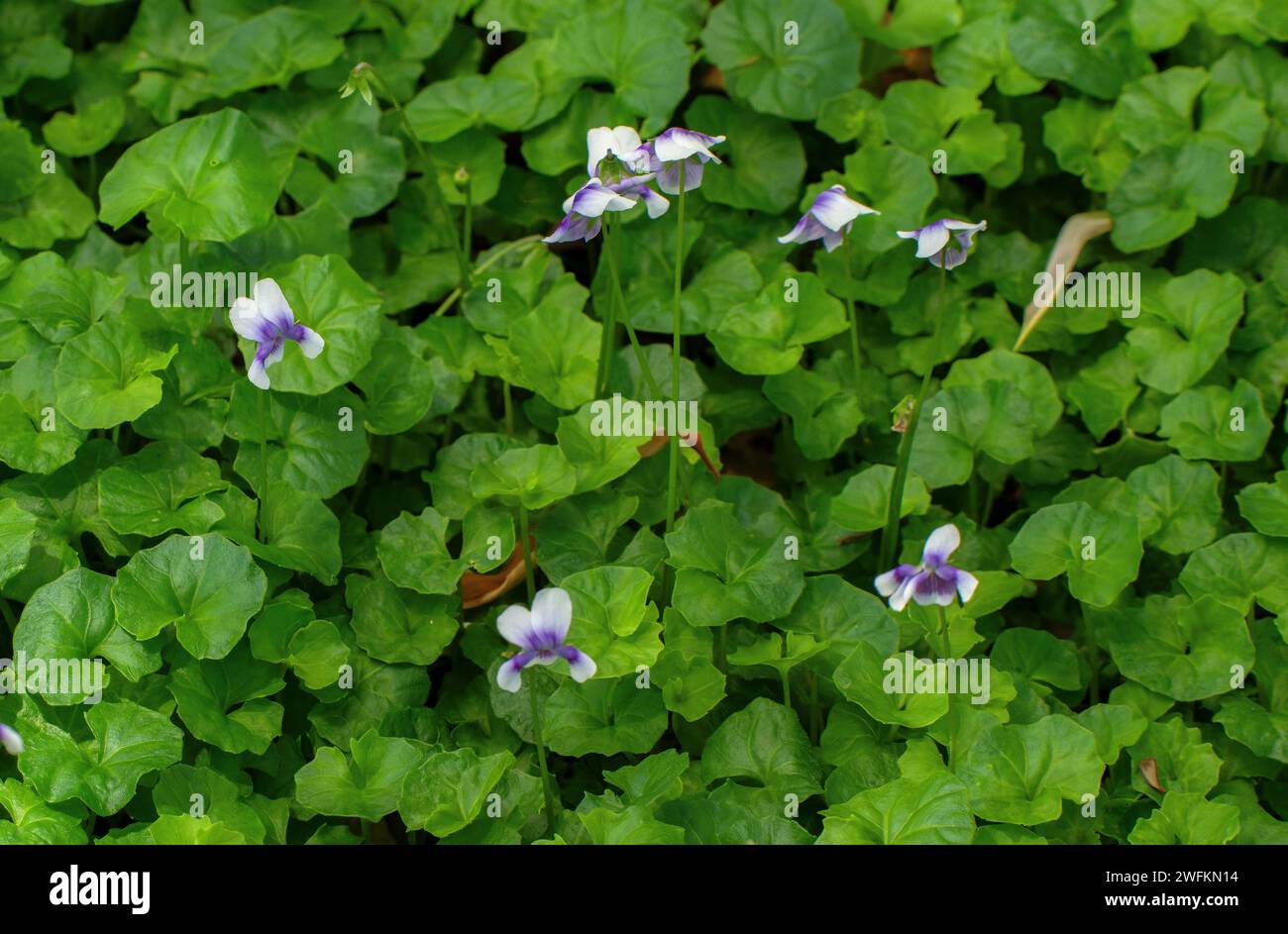 Australian native violet hi-res stock photography and images - Alamy