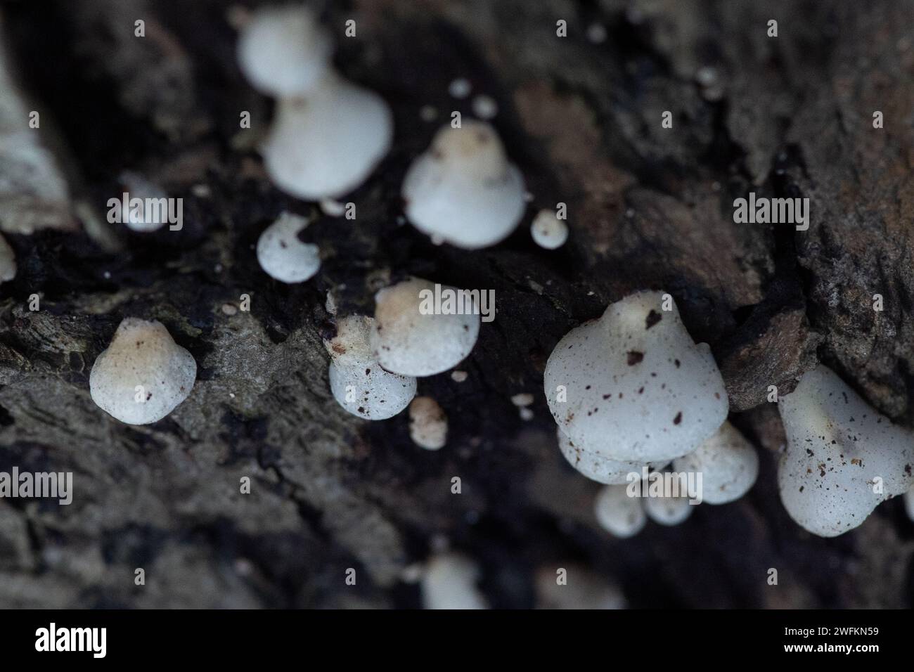 The fascinating world of Autumnal woodland and grassland fungi. Credit ...